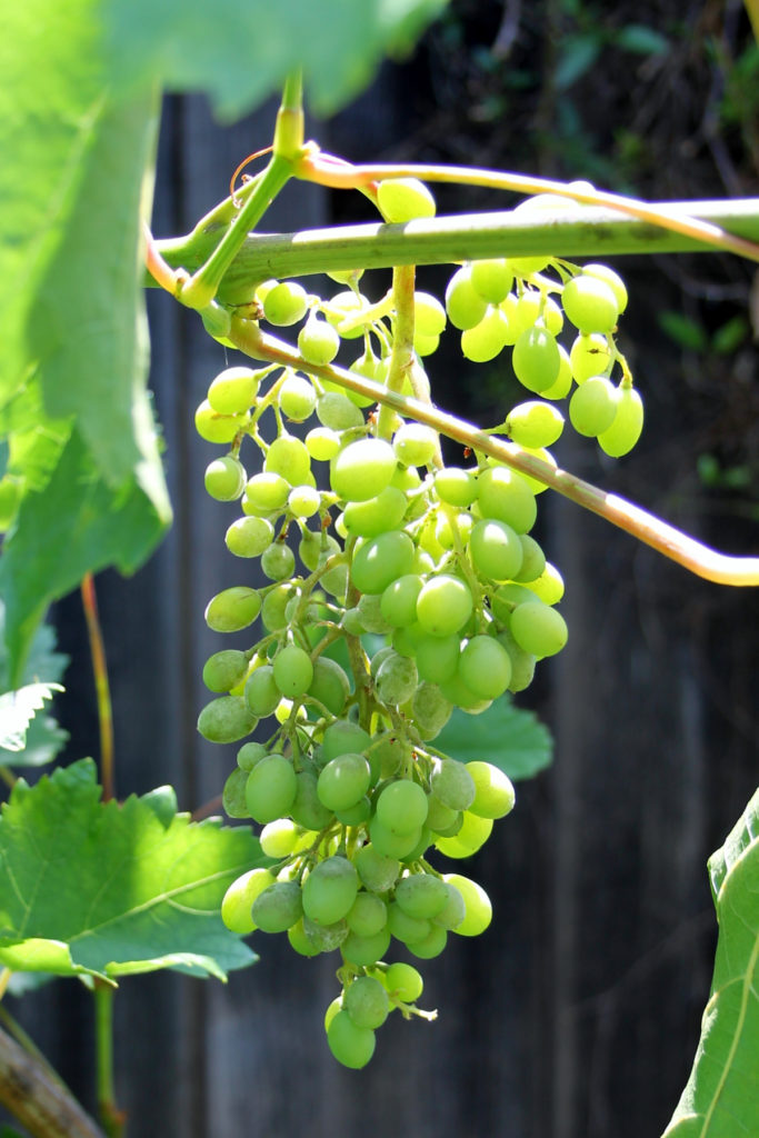 All About Dealcoholized Wine (& which ones taste best!) - Inspired Edibles