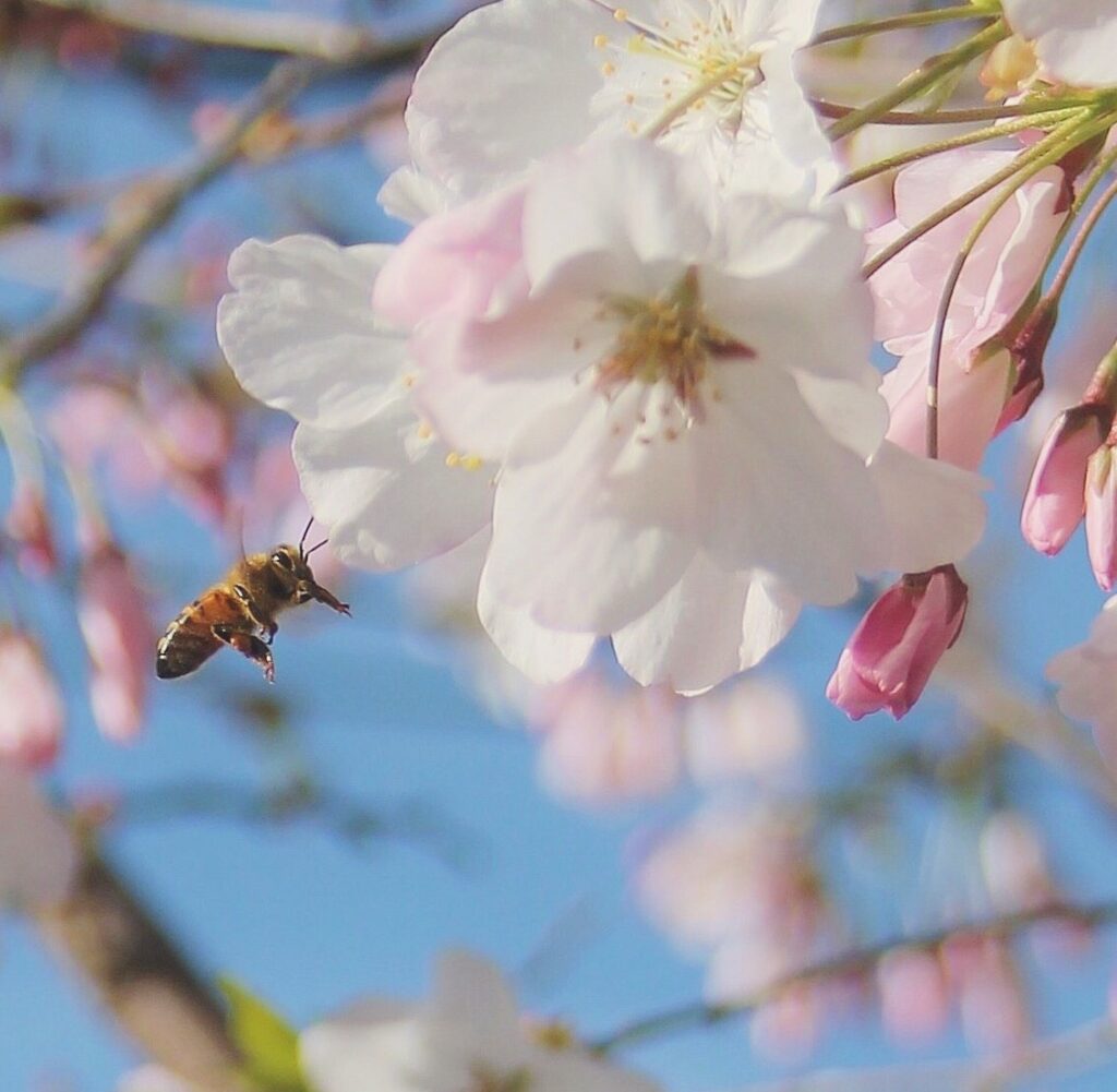 15 Vibrant Recipes to Celebrate Spring! - Inspired Edibles